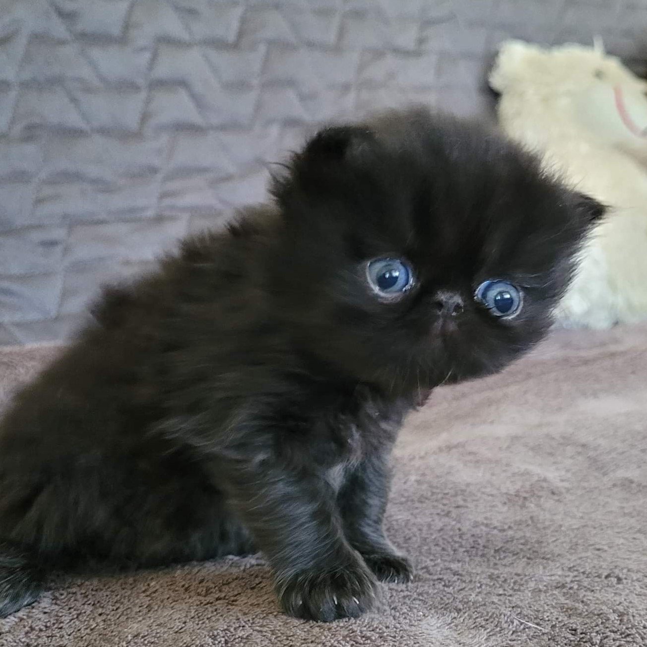 Trésor KATZAROLLI - Chaton Persan Haut-Rhin | Chatterie Katzarolli