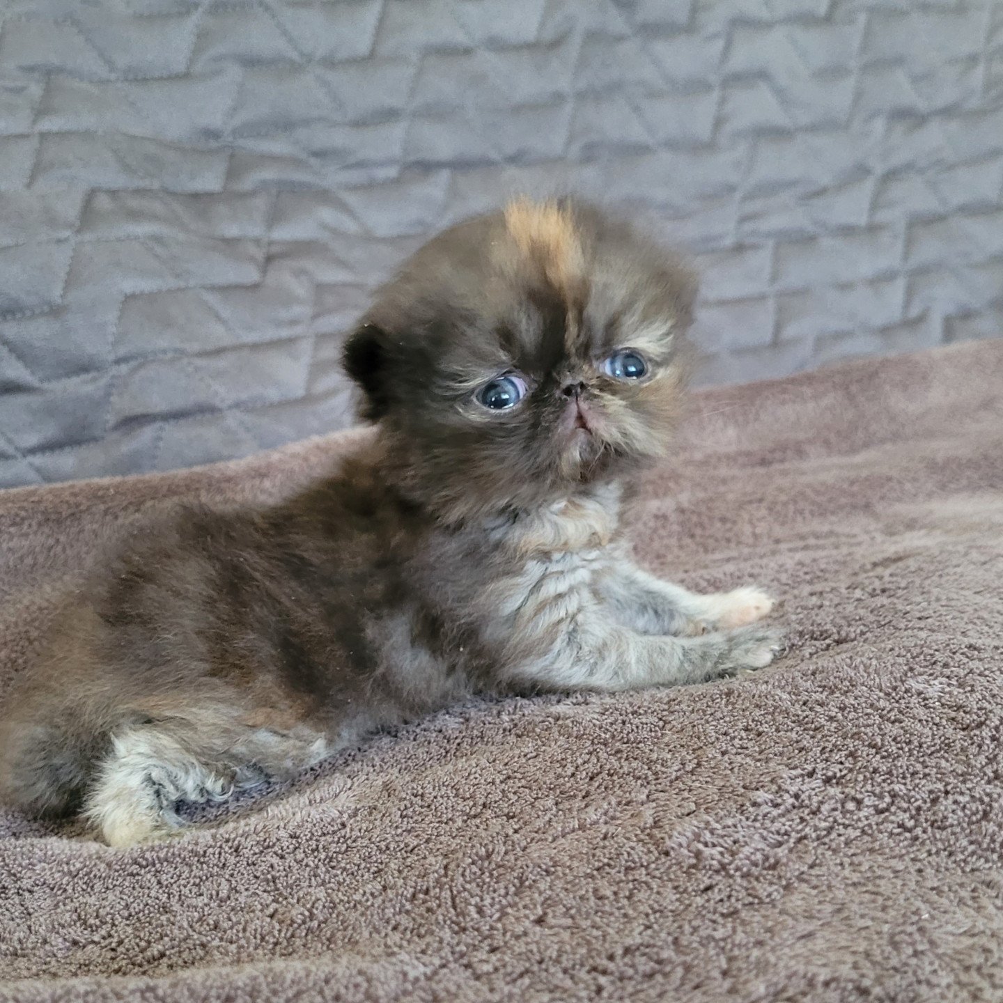 Thaïs KATZAROLLI - Chaton Persan Haut-Rhin | Chatterie Katzarolli