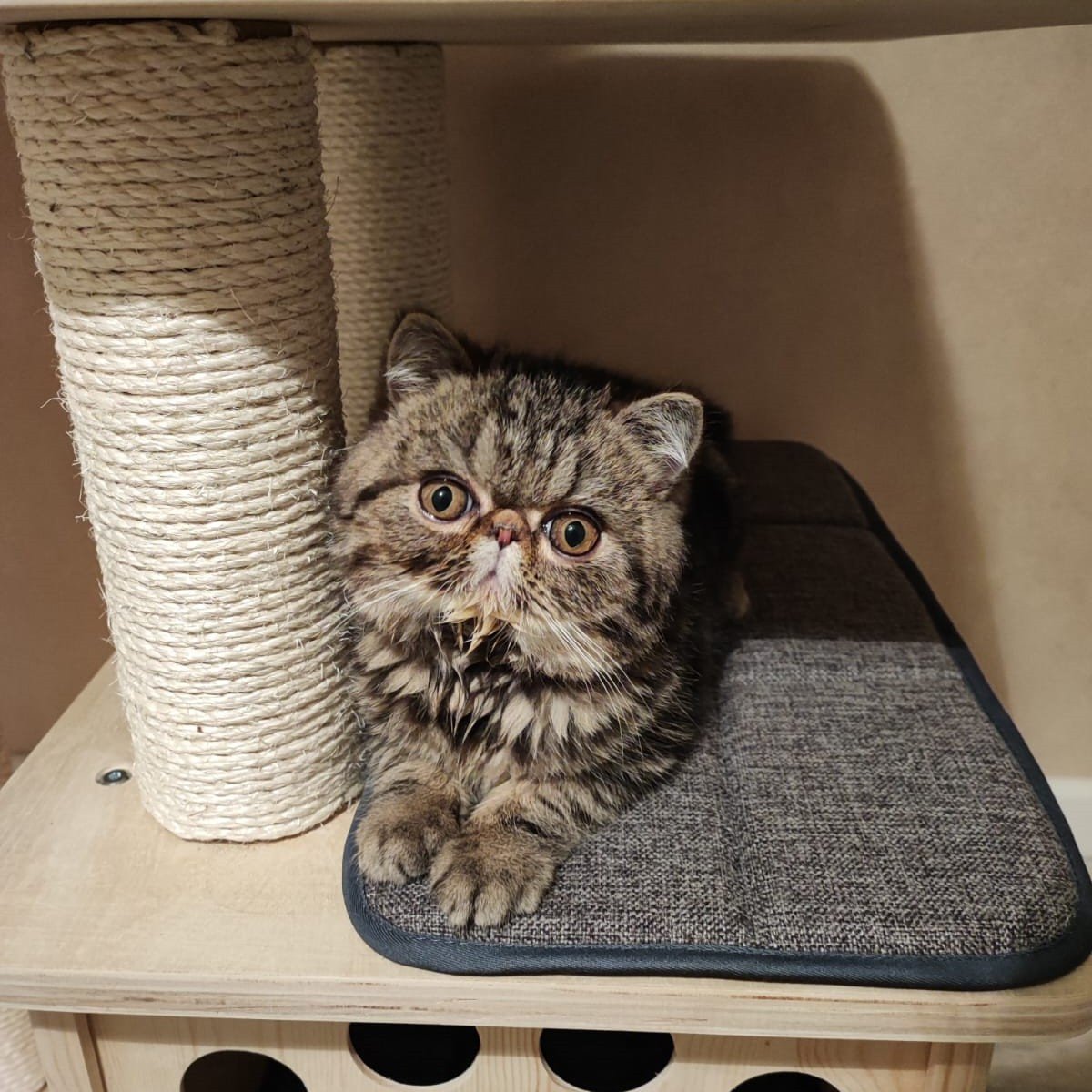 Twix KATZAROLLI - Chaton Exotic Shorthair Haut-Rhin