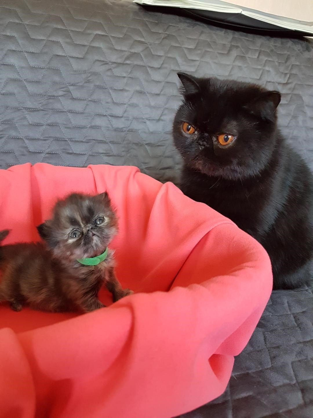 Pucci chatte Exotic Shorthair noir yeux cuivre / orange flamboyant