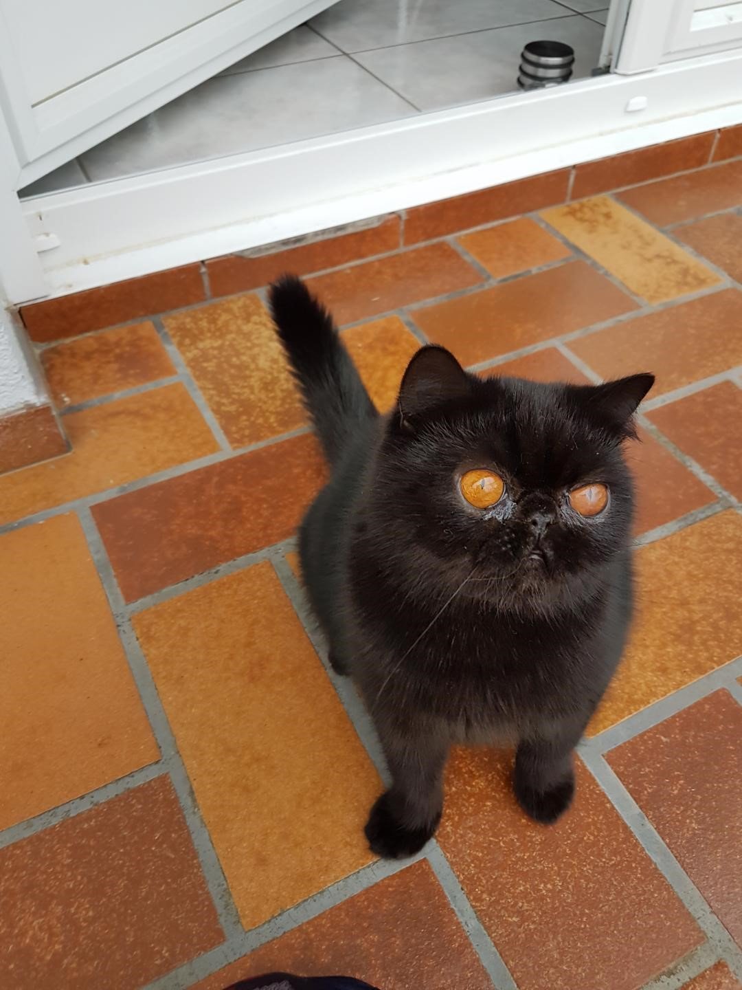 Pucci chatte Exotic Shorthair noir yeux cuivre / orange flamboyant