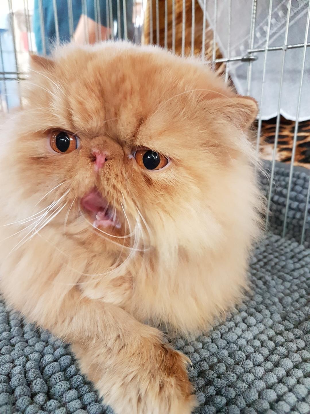 Maestro, étalon Persan red. Notre premier mâle Persan roux.