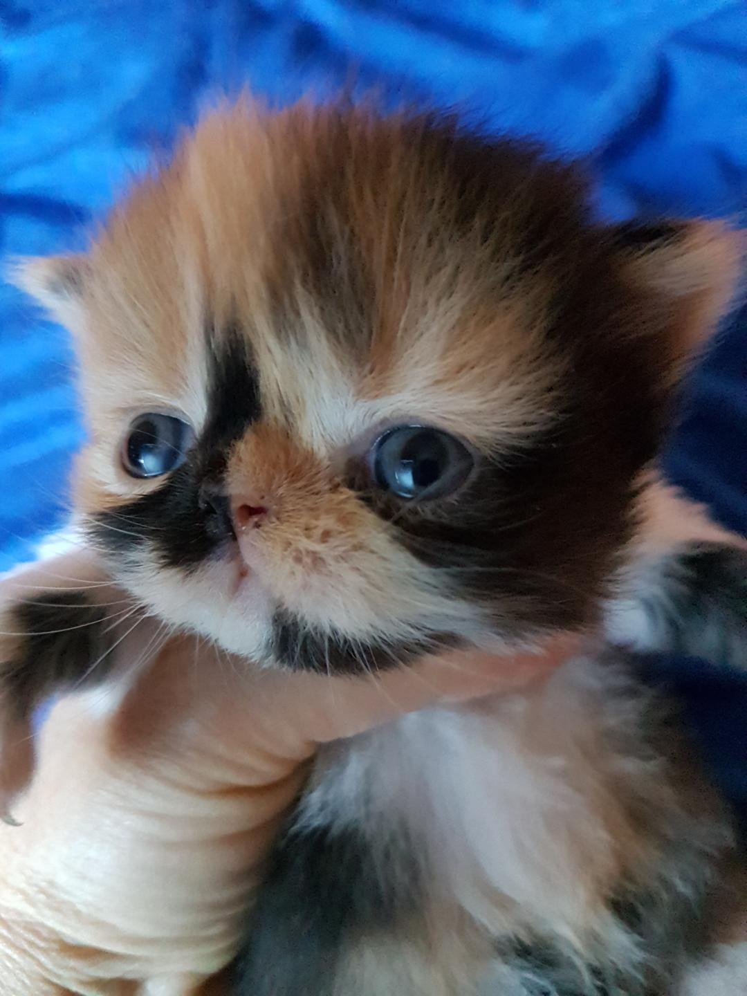 Olympe KATZAROLLI - Chaton Persan Haut-Rhin | Chatterie Katzarolli